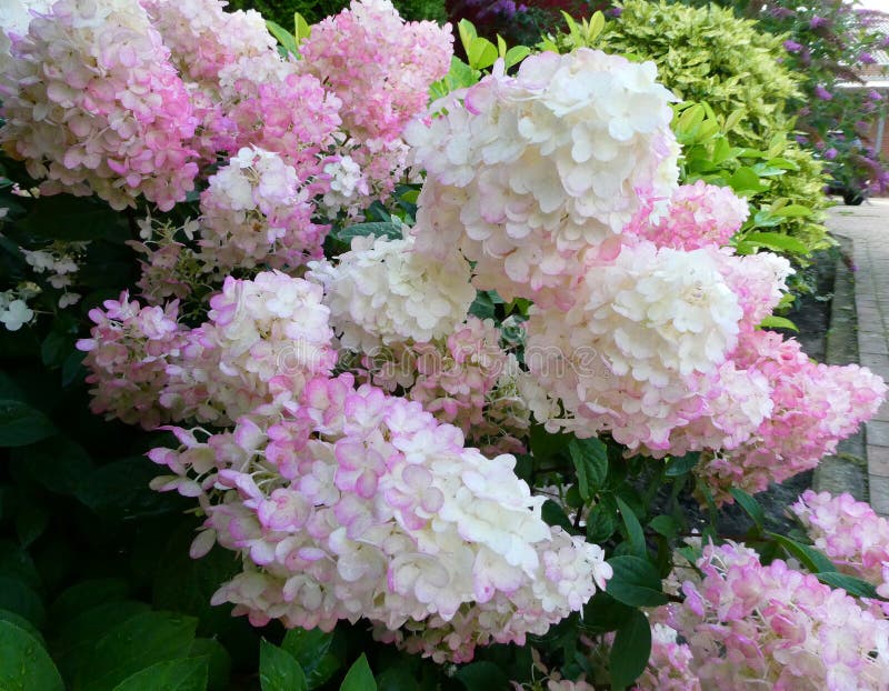 A Gorgeous Panicled Hydrangea Full in Bloom Stock Image - Image of ...