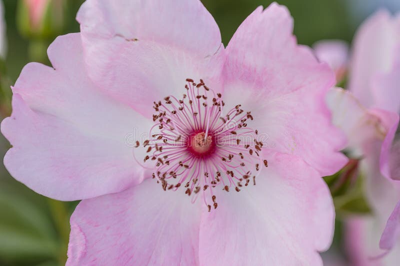 Close-up of a Pink and White Rose in Full Bloom Stock Image - Image of ...