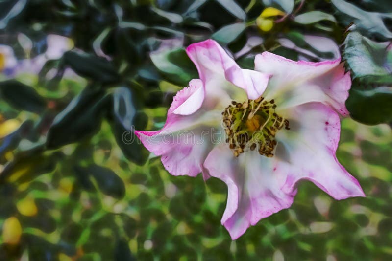 Close Up Wild Rose in Nature Stock Photo - Image of nature, macro ...