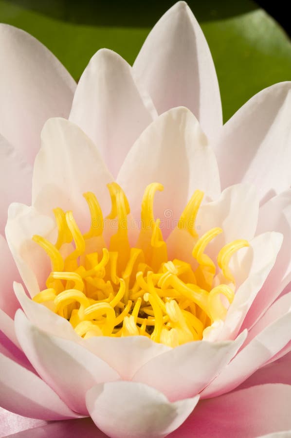 Close-up of a Pink and Yellow Ninfea Stock Image - Image of ninphea ...