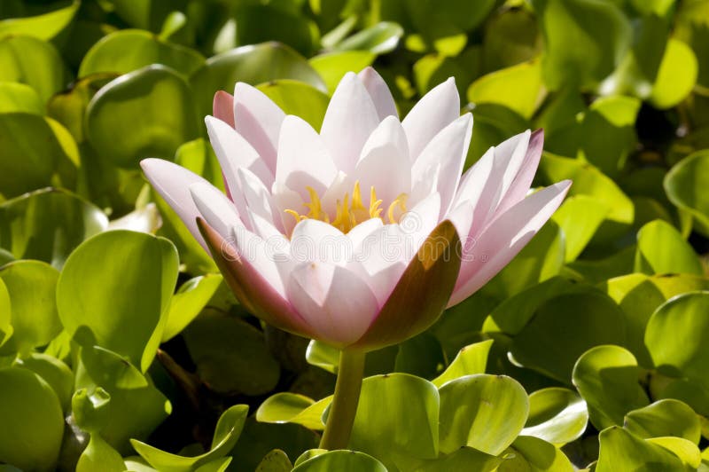 Close-up of a Pink and Yellow Ninfea Stock Image - Image of proteales ...