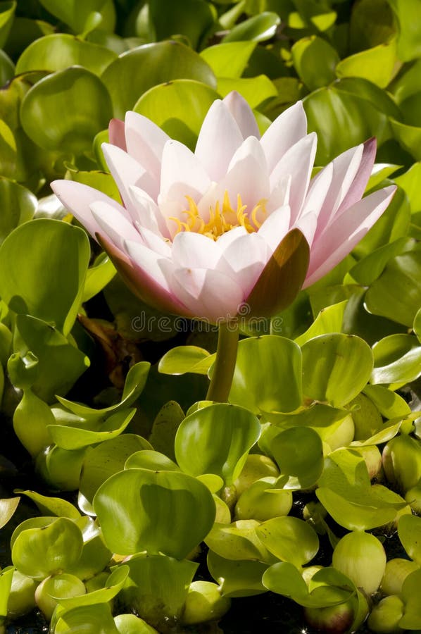 Close-up of a Pink and Yellow Ninfea Stock Image - Image of petal, pond ...