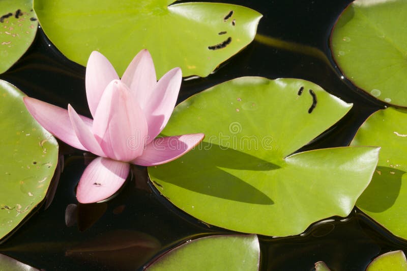 Close-up of a Pink and Yellow Ninfea Stock Image - Image of water ...