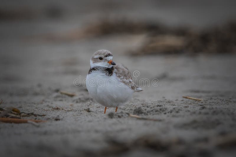 Close Up of Piping Plover on Beach Stock Photo - Image of nature ...