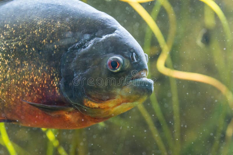 Piraya Piranha stock image. Image of water, nature, aquarium - 28672999