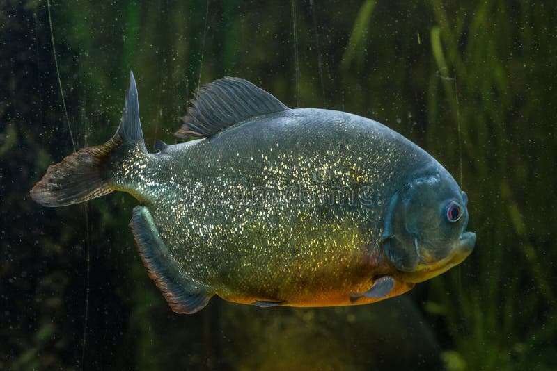 Pygocentrus Piraya, Piranha. Close-up of a Piranha in an Aquarium ...