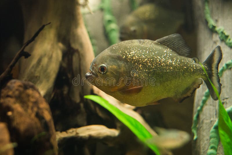 Close up on piranha fish stock photo. Image of fang, detail - 98744134