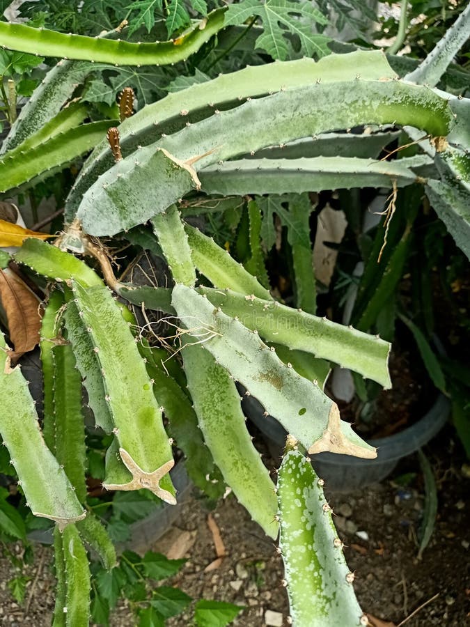 Close up of pitaya plant stock photo. Image of nutrition - 279275308