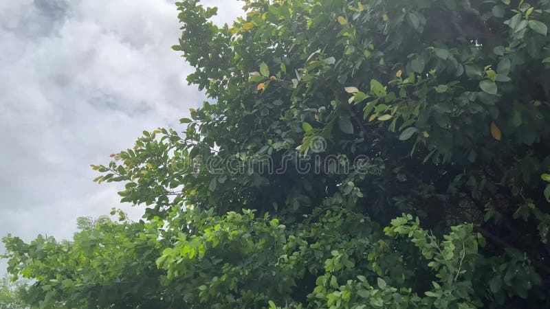 Pithecellobium Tree in Nature Garden Stock Video - Video of leaf ...