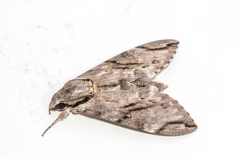 Close Up the Plain Grey Hawk Moth Isolate on White Background ...