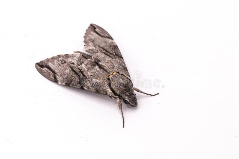 Close Up the Plain Grey Hawk Moth Isolate on White Background ...