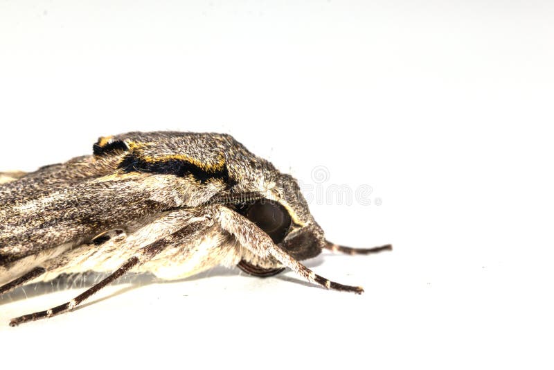 Close Up The Plain Grey Hawk Moth Isolate On White Background ...
