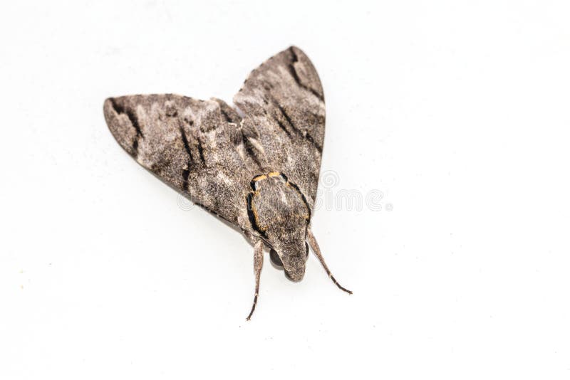 Close Up the Plain Grey Hawk Moth Isolate on White Background ...