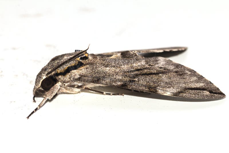 Grey Hawk head stock image. Image of animal, close, hunter - 25700425