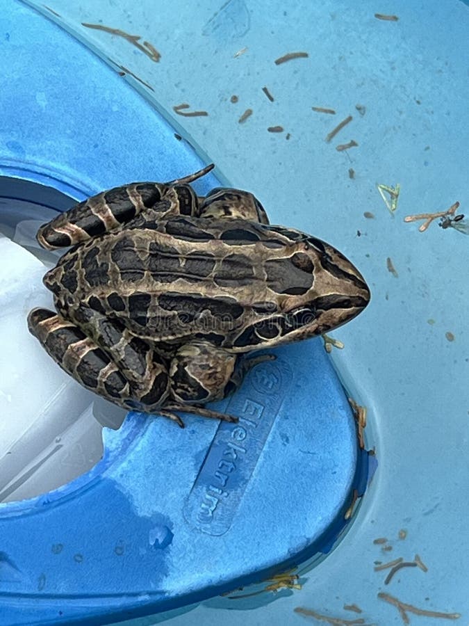 Close-up of a Plains Toad Frog. Leptodactylus Latrans Stock Photo ...