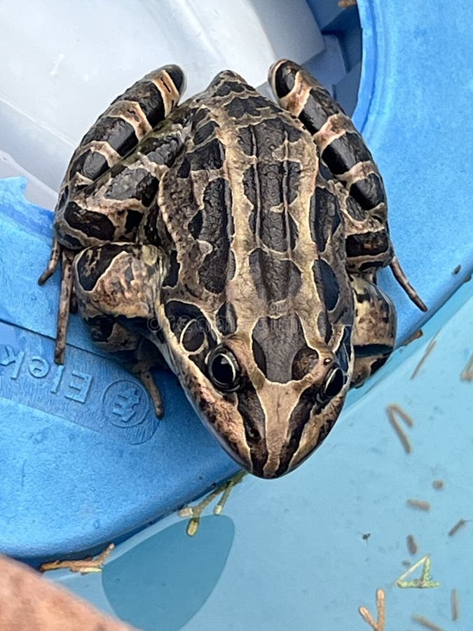 Close-up of a Plains Toad Frog. Leptodactylus Latrans Stock Image ...