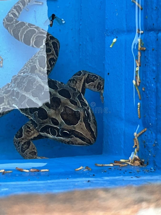 Close-up of a Plains Toad Frog. Leptodactylus Latrans Stock Photo ...