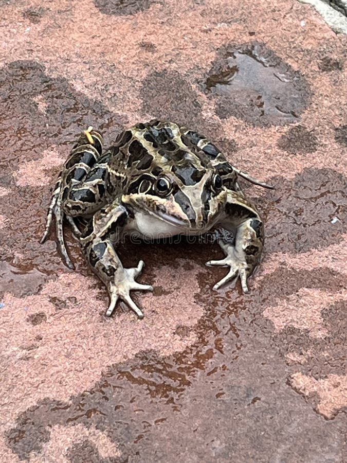 Close-up of a Plains Toad Frog. Leptodactylus Latrans Stock Image ...