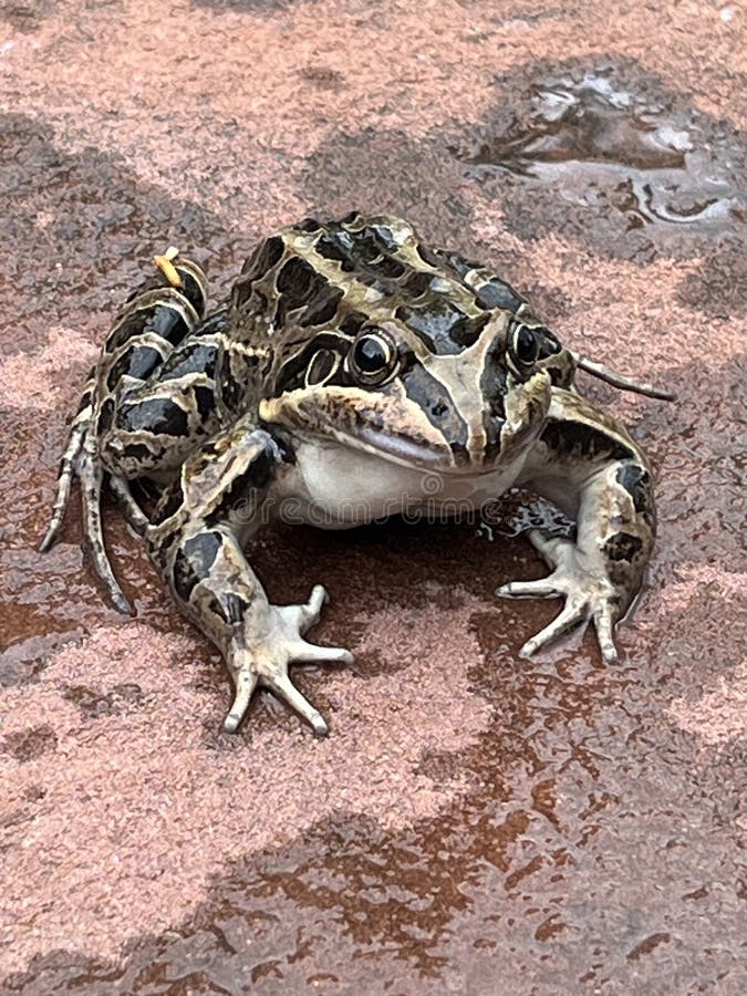 Close-up of a Plains Toad Frog. Leptodactylus Latrans Stock Image ...