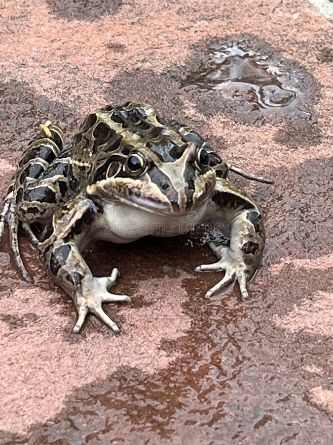 Close-up of a Plains Toad Frog. Leptodactylus Latrans Stock Photo ...
