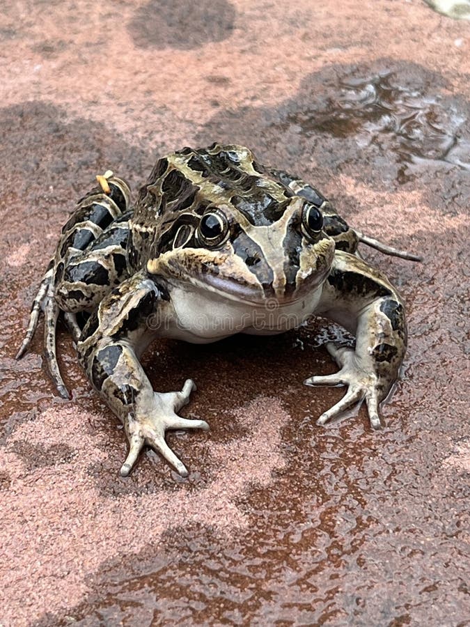 Close-up of a Plains Toad Frog. Leptodactylus Latrans Stock Photo ...