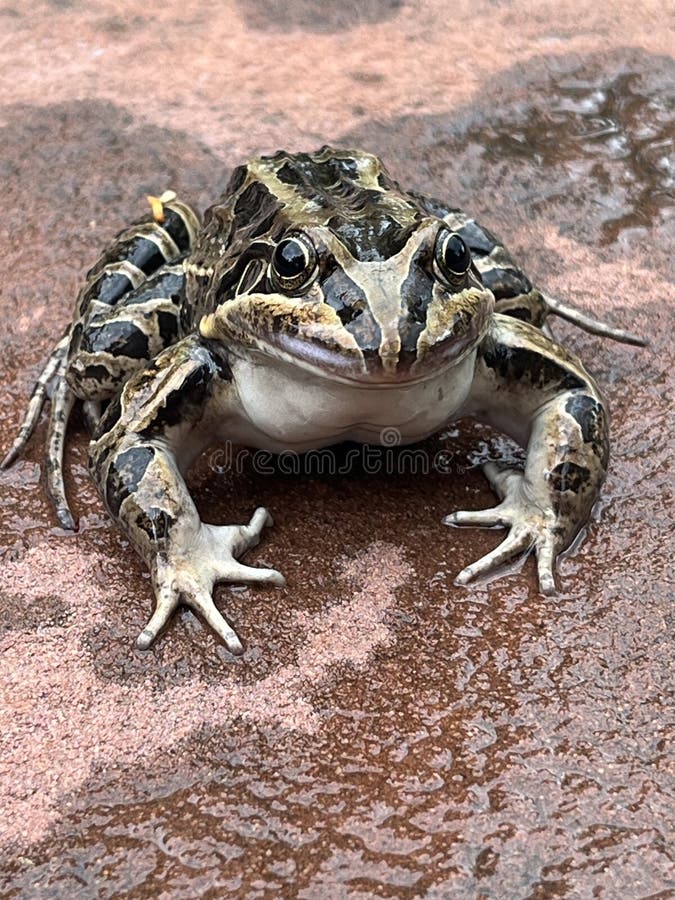 Close-up of a Plains Toad Frog. Leptodactylus Latrans Stock Photo ...