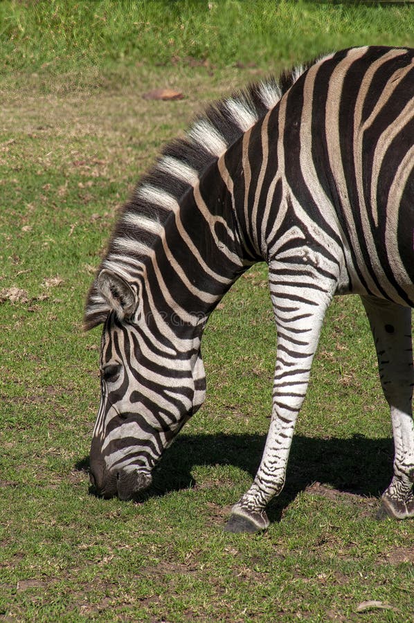 Close-up of Plains Zebra Grazing in Field Stock Image - Image of africa ... Close-up of Plains Zebra Grazing in Field Stock Image - Image of africa ...