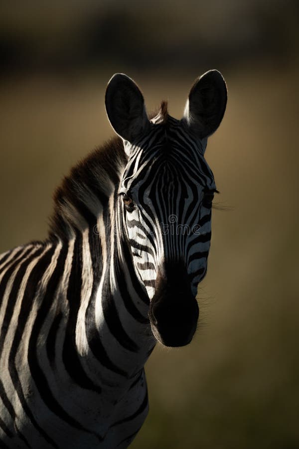 Close-up of Plains Zebra Looking Towards Camera Stock Photo - Image of ...