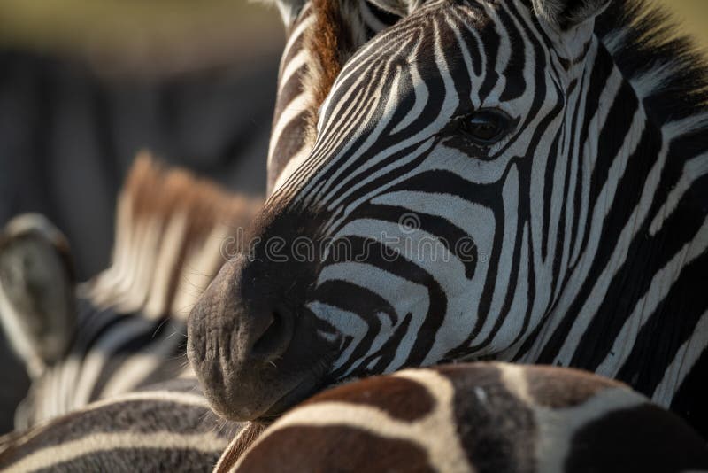 Close-up of Plains Zebra Resting Watching Camera Stock Photo - Image of ...