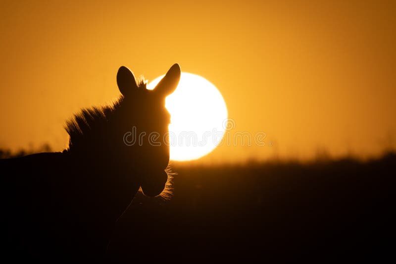 Close-up of Plains Zebra and Rising Sun Stock Image - Image of ...