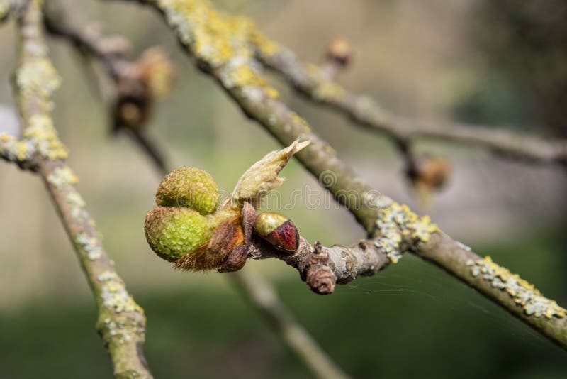 Budding plane tree branch stock image. Image of sycamore - 244943287