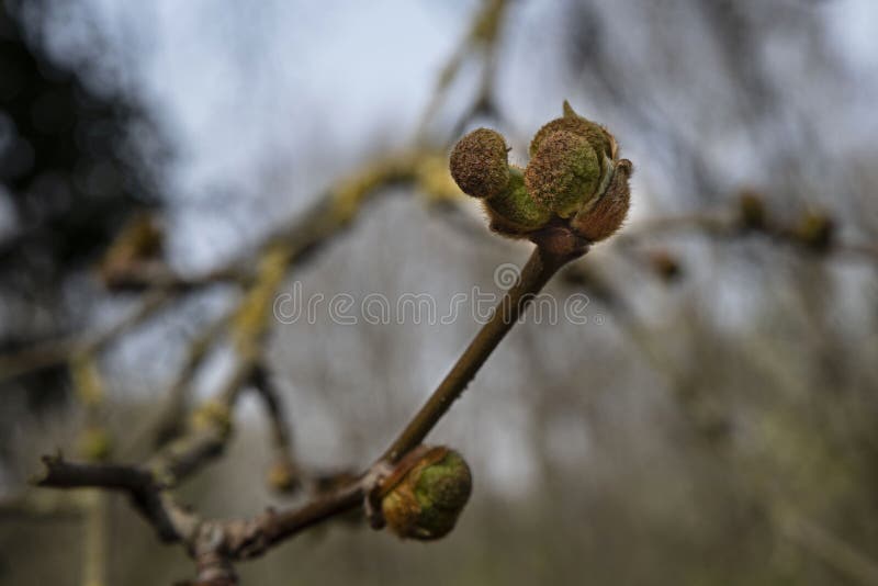 Budding plane tree branch stock photo. Image of garden - 244943294