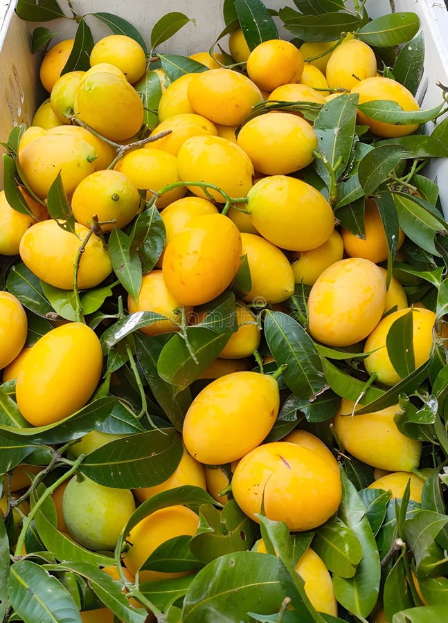 Plango fruit in market stock image. Image of plango - 273819177