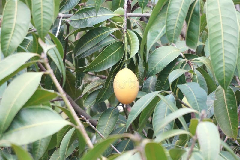 Plango fruit on tree stock image. Image of branches, summer - 98973225