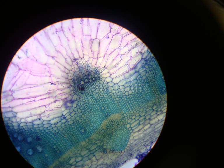 1,819 Xylem Stock Photos - Free & Royalty-Free Stock Photos from Dreamstime