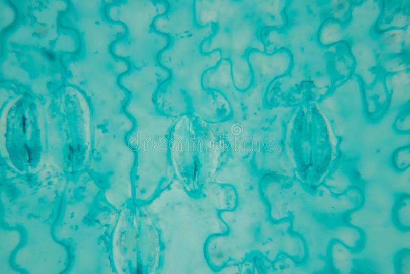 Leaf Epidermis Stomata Under Microscope. Stock Photo - Image of ...