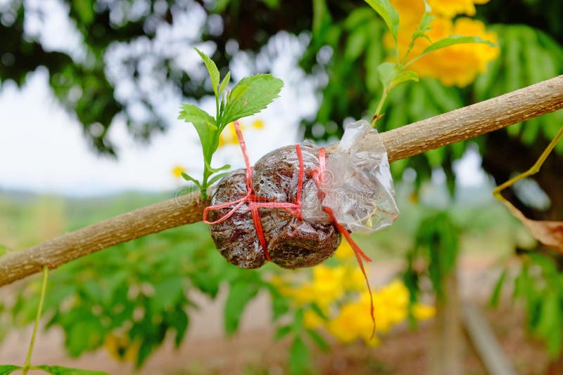 Close Up Plant Grafting and Budding Stock Image - Image of coconut ...
