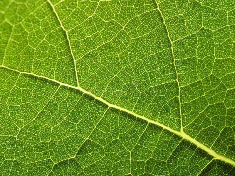 Close-up of Plant Leaf stock image. Image of veins, greenery - 12435939