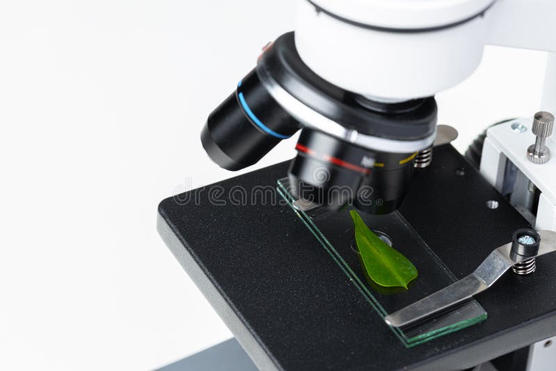 Close Up of a Plant Leaf on a Glass Slide in a Microscope ...