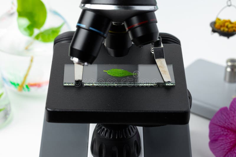 Close Up of a Plant Leaf on a Glass Slide in a Microscope ...