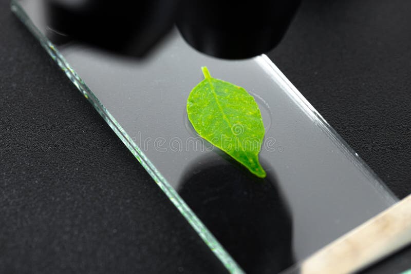 267 Microscope Slide Leaf Stock Photos - Free & Royalty-Free Stock ...