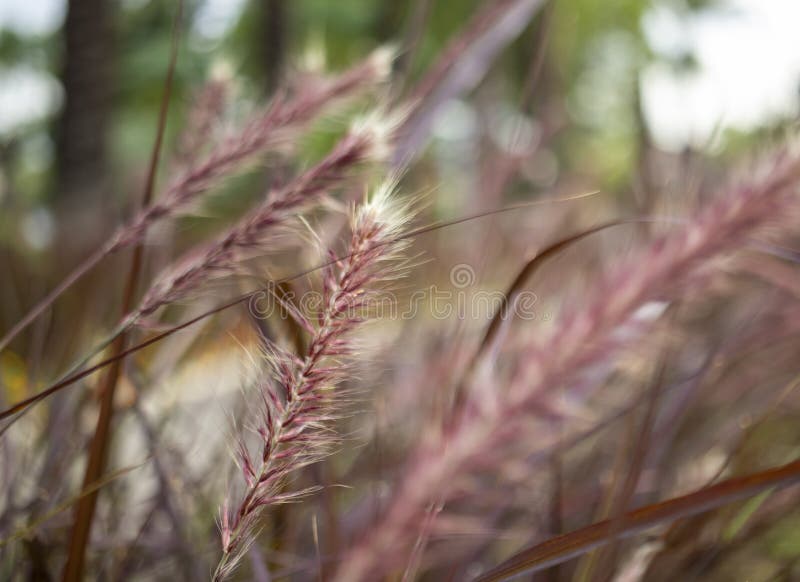 Close Up of Plant Like Pink Feathers. Grain. Stock Image - Image of ...