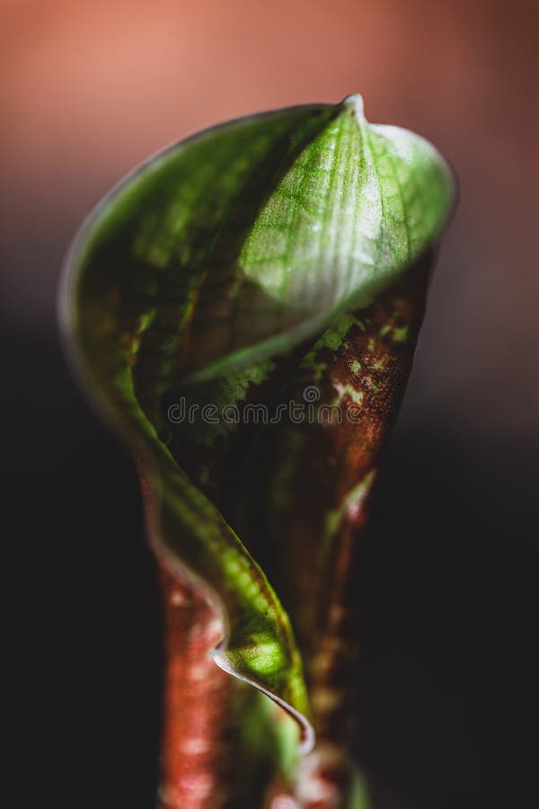 Close-up of a Plant with a New Leaf Sprouting from Its Stem Stock Image - Image of blossom ...