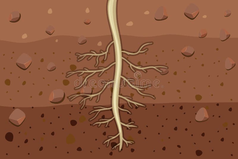 Plant Roots Stock Illustrations – 9,808 Plant Roots Stock Illustrations ...