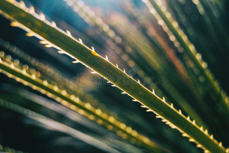 On The Jagged Edge Leaf Abstract Stock Image - Image of artistic, fine ...