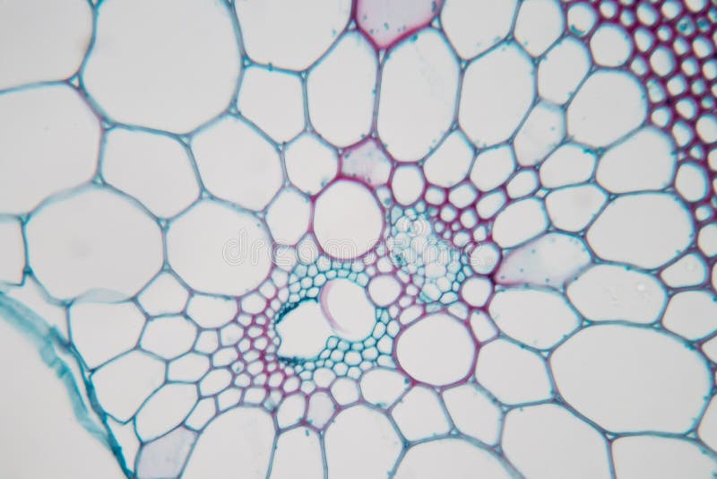 Plant Stem Under the Microscope for Classroom Education. Stock Photo ...
