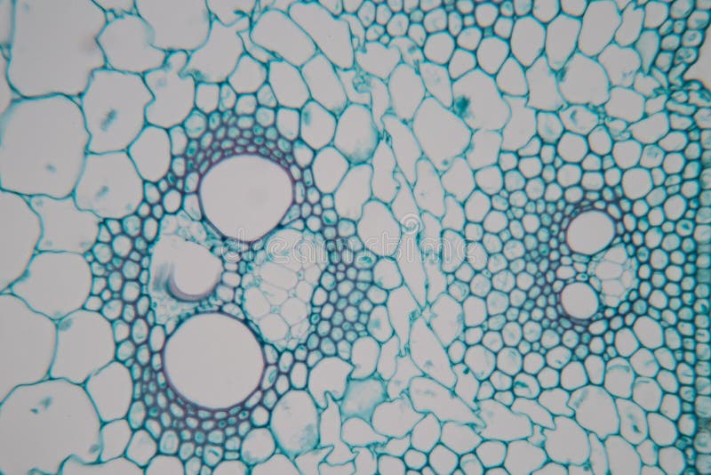 Plant Stem Under the Microscope for Classroom Education. Stock Photo ...