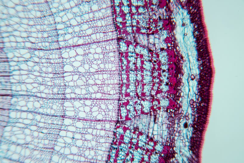 Plant Stem Under the Microscope for Classroom Education. Stock Photo ...