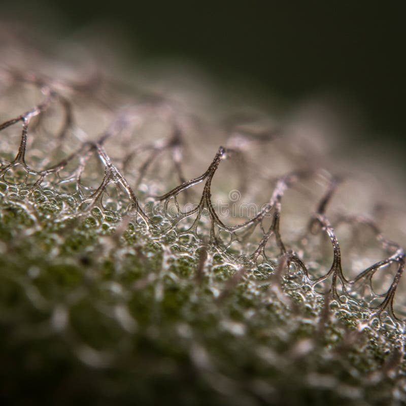 Close-up of a Plant Surface Showcasing a Network of Fine, Hair-like ...