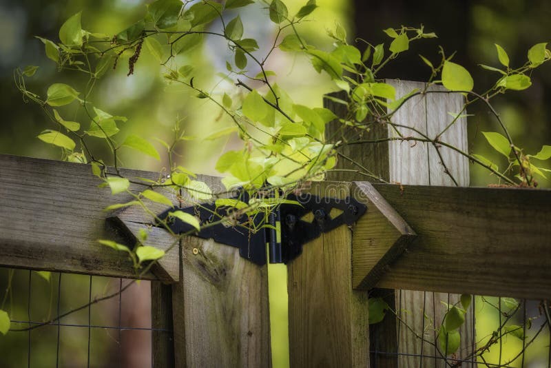 Close Up of a Plant Vine Growing Along a Gate Stock Image - Image of ...